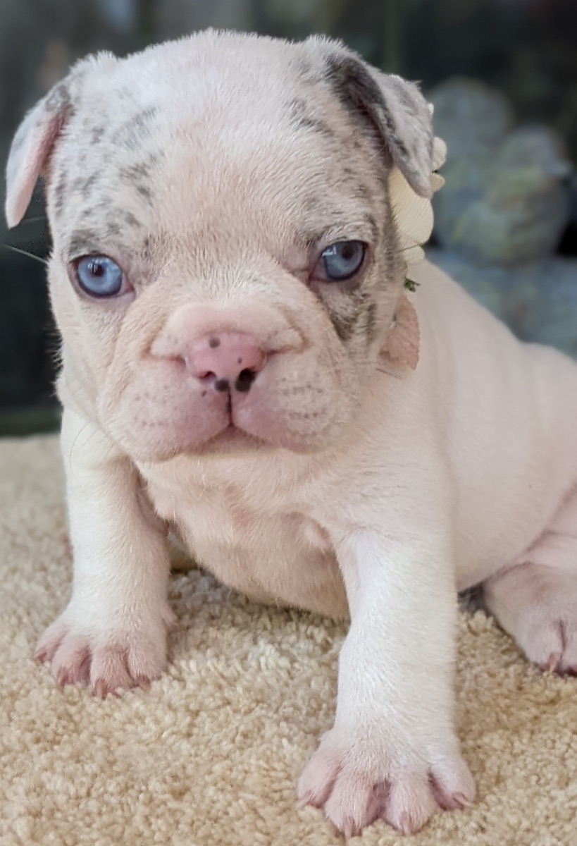 Forget-me-not 2661 white merle pied female French Bulldog - The French ...