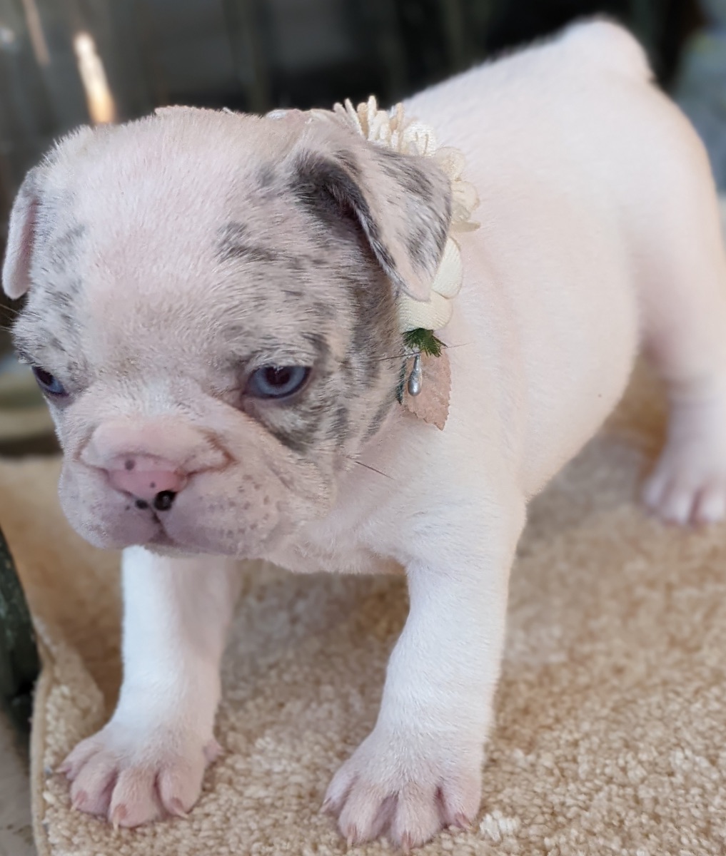 Forget-me-not 2661 white merle pied female French Bulldog - The French ...