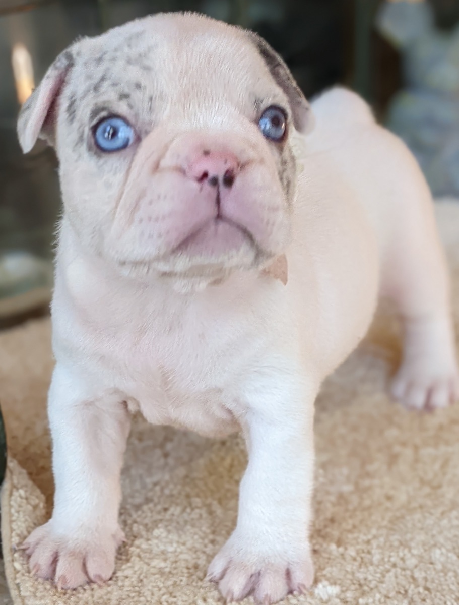 Forget-me-not 2661 white merle pied female French Bulldog - The French ...