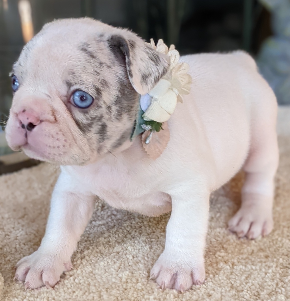 Forget-me-not 2661 white merle pied female French Bulldog - The French ...