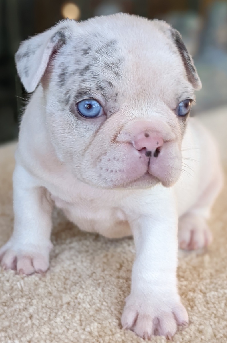 Forget-me-not 2661 white merle pied female French Bulldog - The French ...