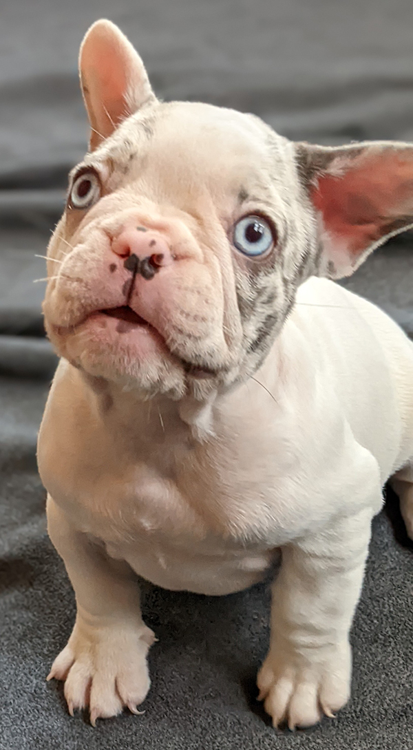 Forget-me-not 2661 white merle pied female French Bulldog - The French ...