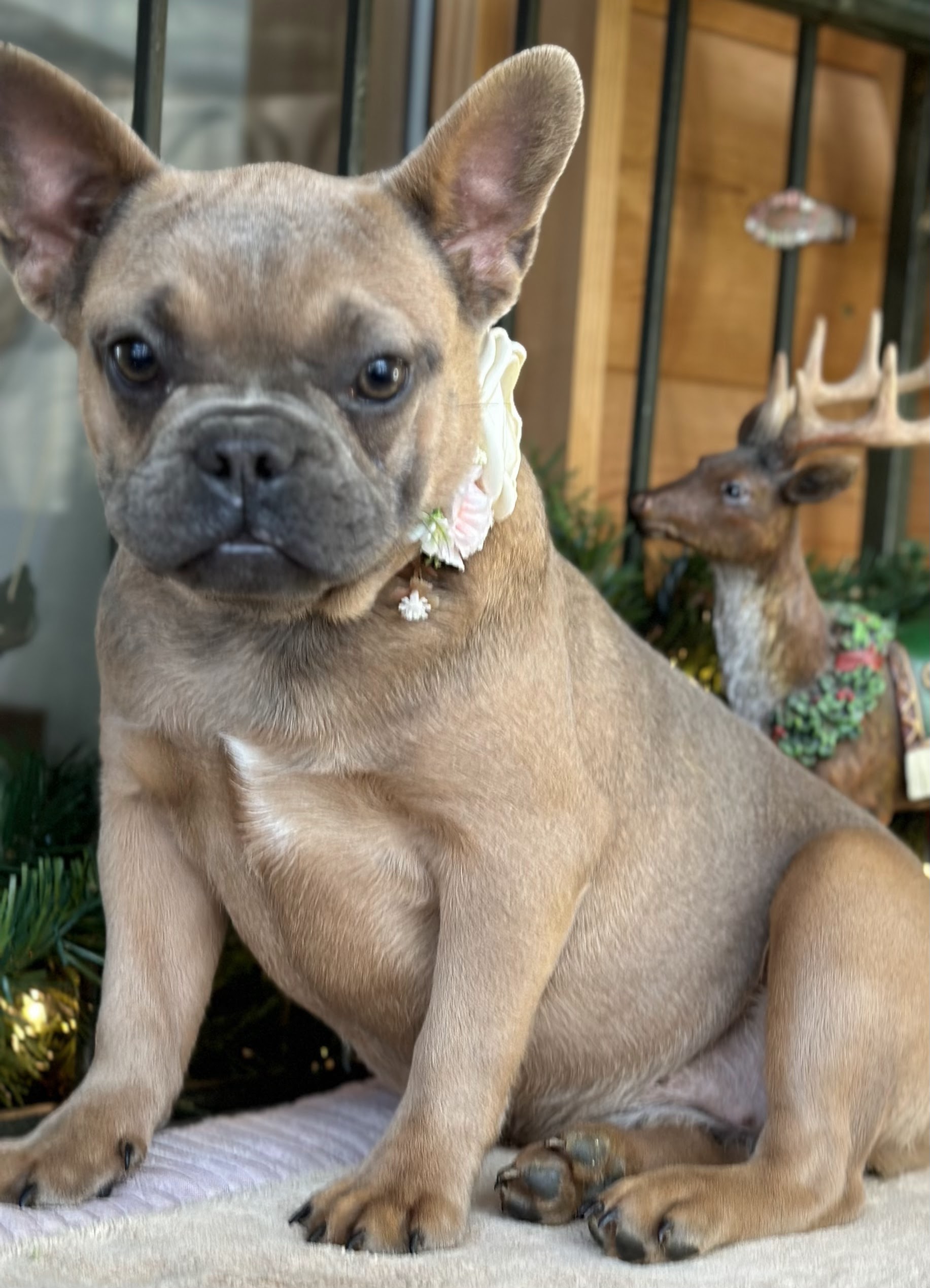 Haven-4039 soft colored lilac fawn Frenchie - The French Bulldog