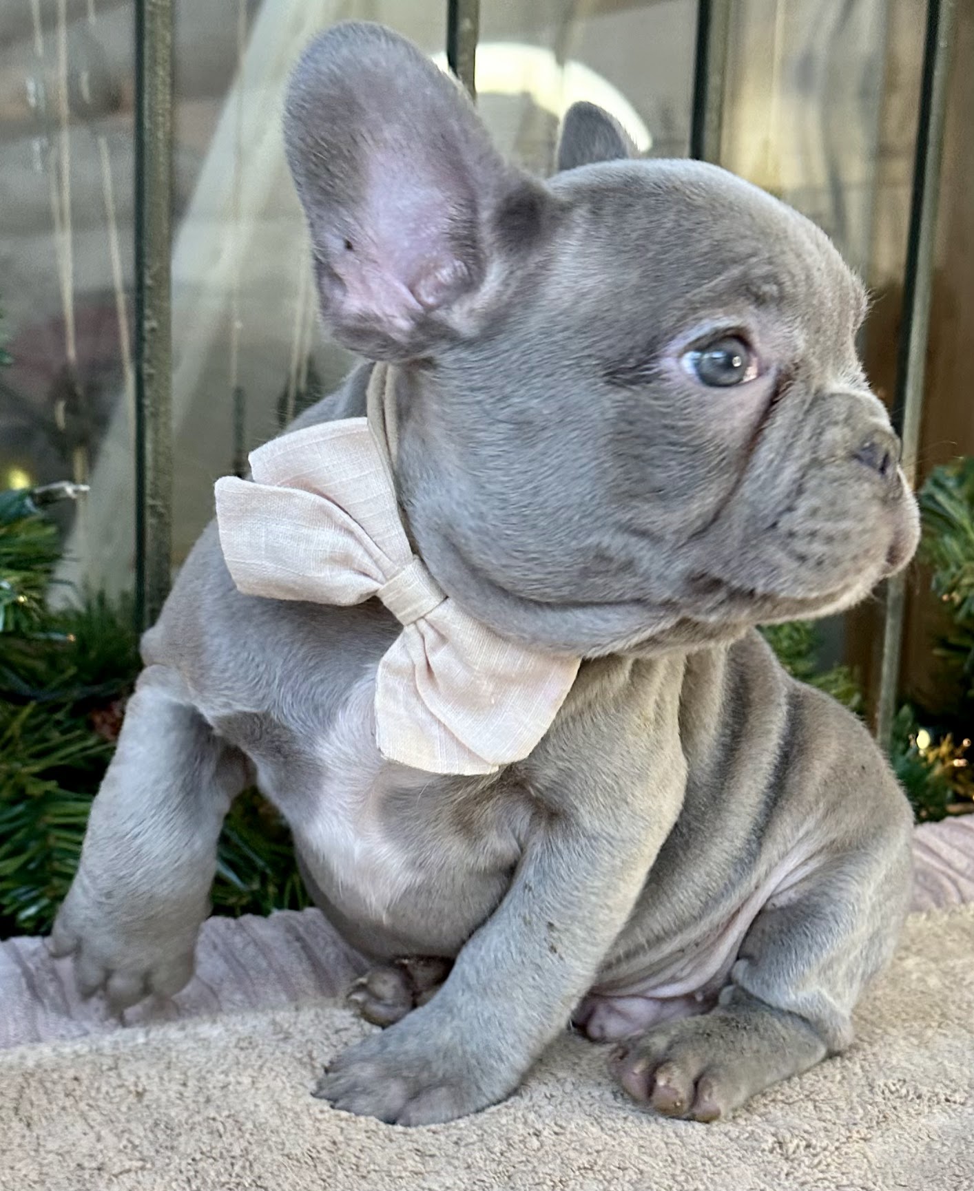 Jasper-0730 light colored lilac french bulldog puppy - The French Bulldog
