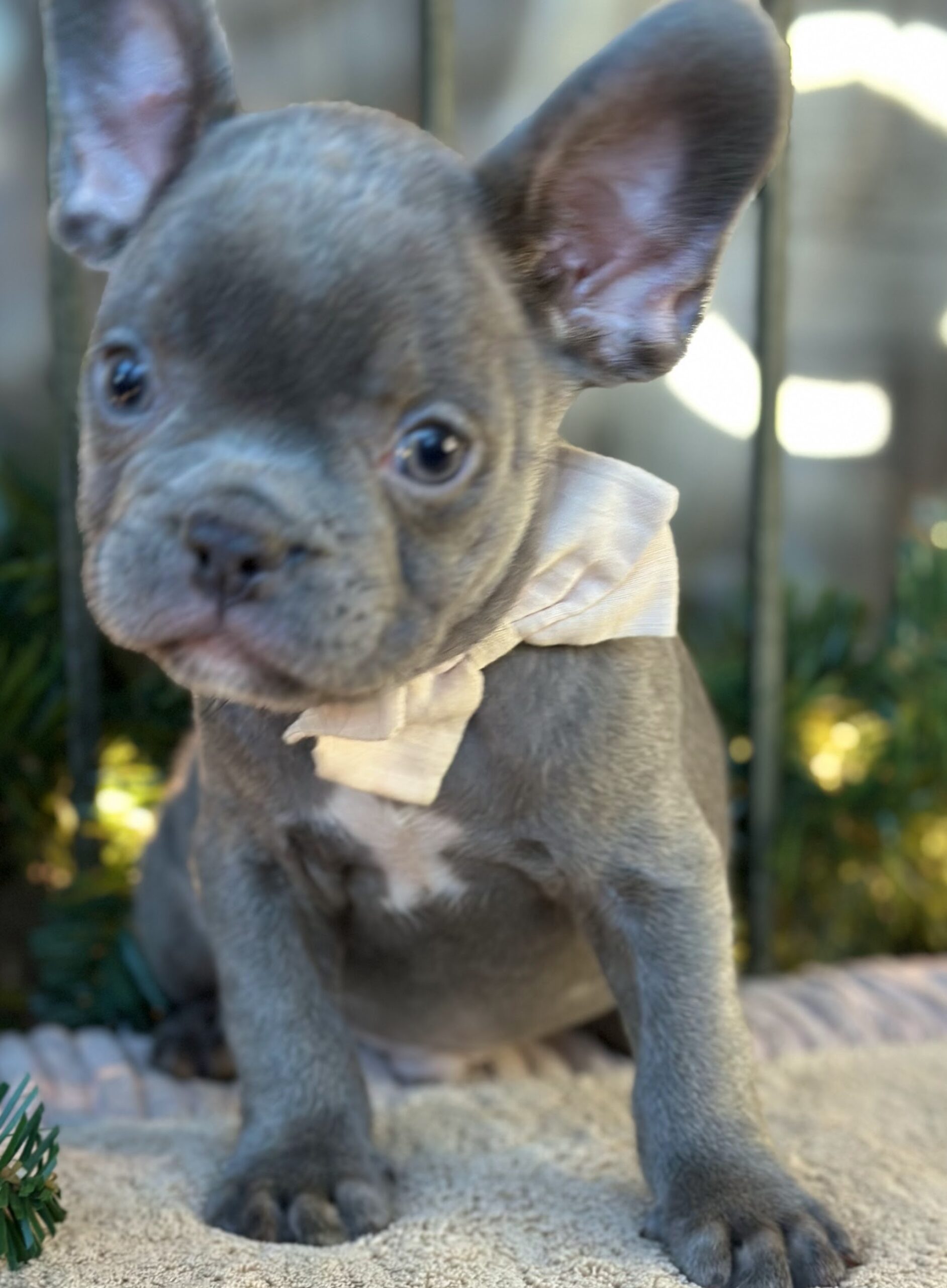 Jet-0743 lilac french bulldog male puppy - The French Bulldog