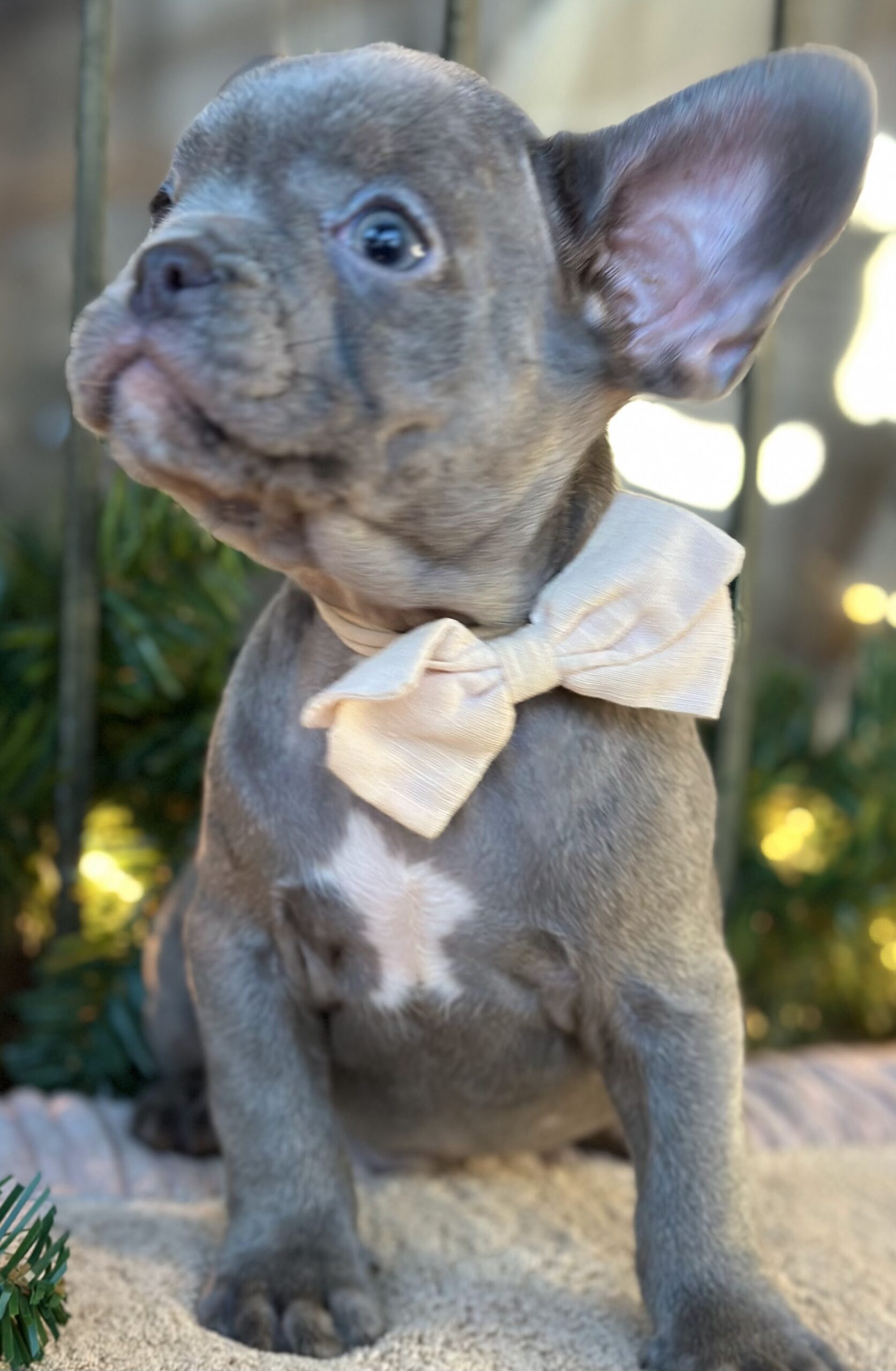 Home new - The French Bulldog