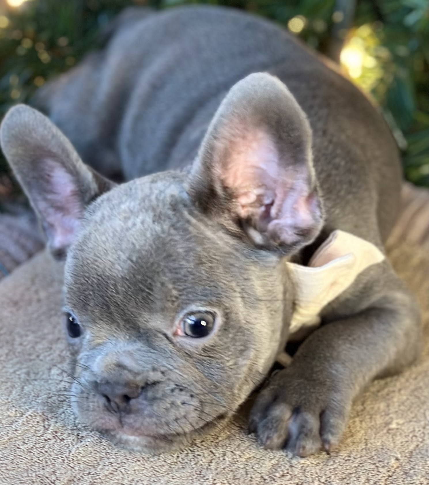 Jet-0743 lilac french bulldog male puppy - The French Bulldog